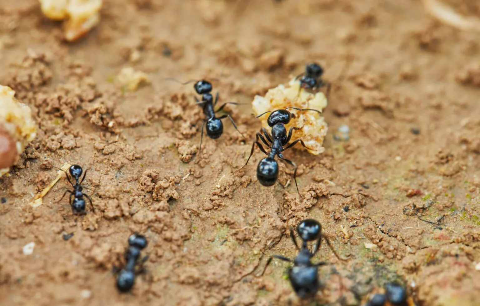 Best Practice Guideline - Pest Management” published by BRCGS - USB ...